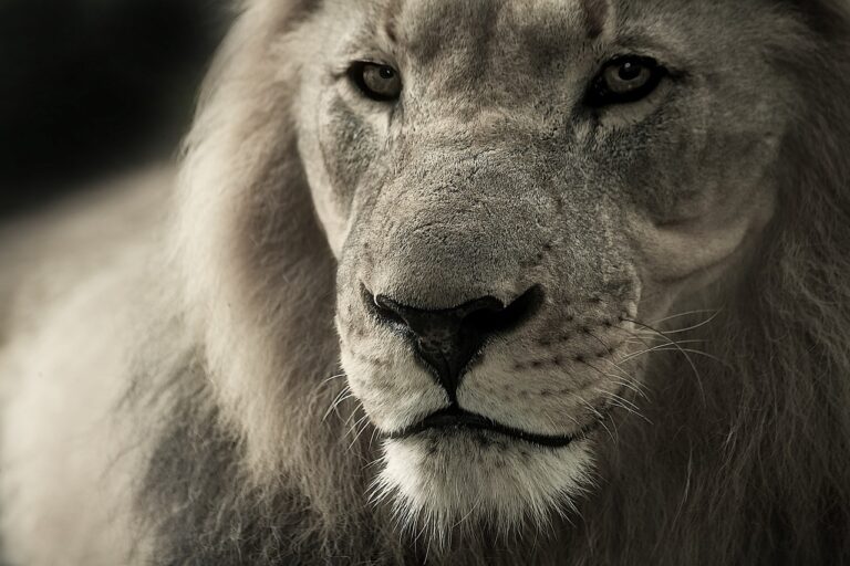 Imagen de la cara de un león en primer plano